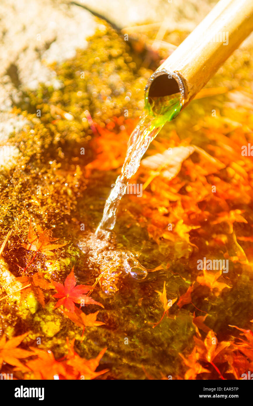 Maple leaves and flowing water at a temple Stock Photo - Alamy
