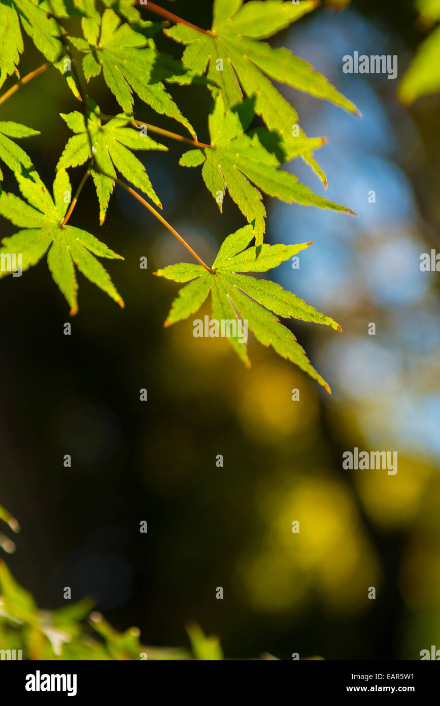 Green maple leaves Stock Photo - Alamy