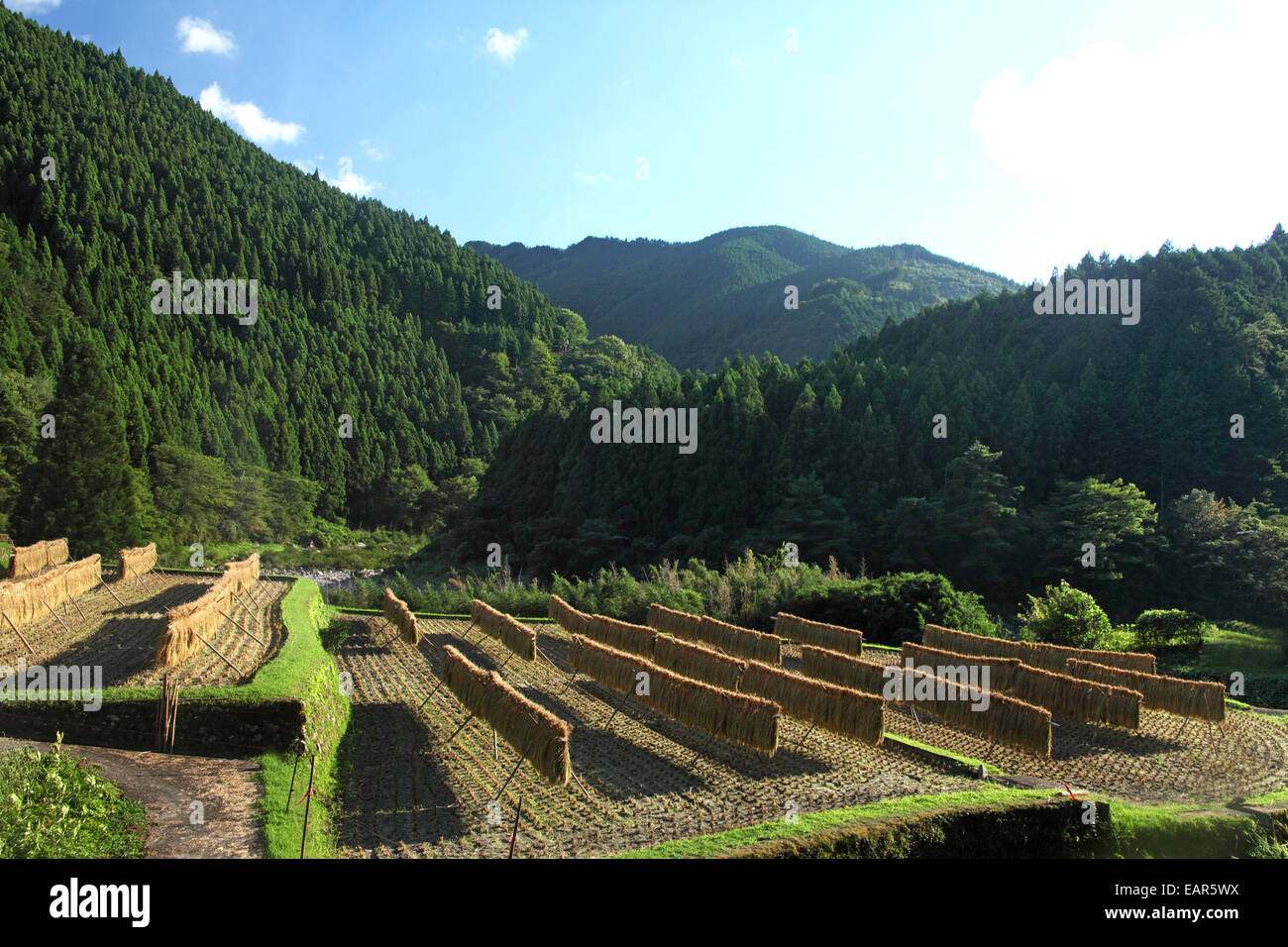 Stepped rice paddy field hi-res stock photography and images - Alamy