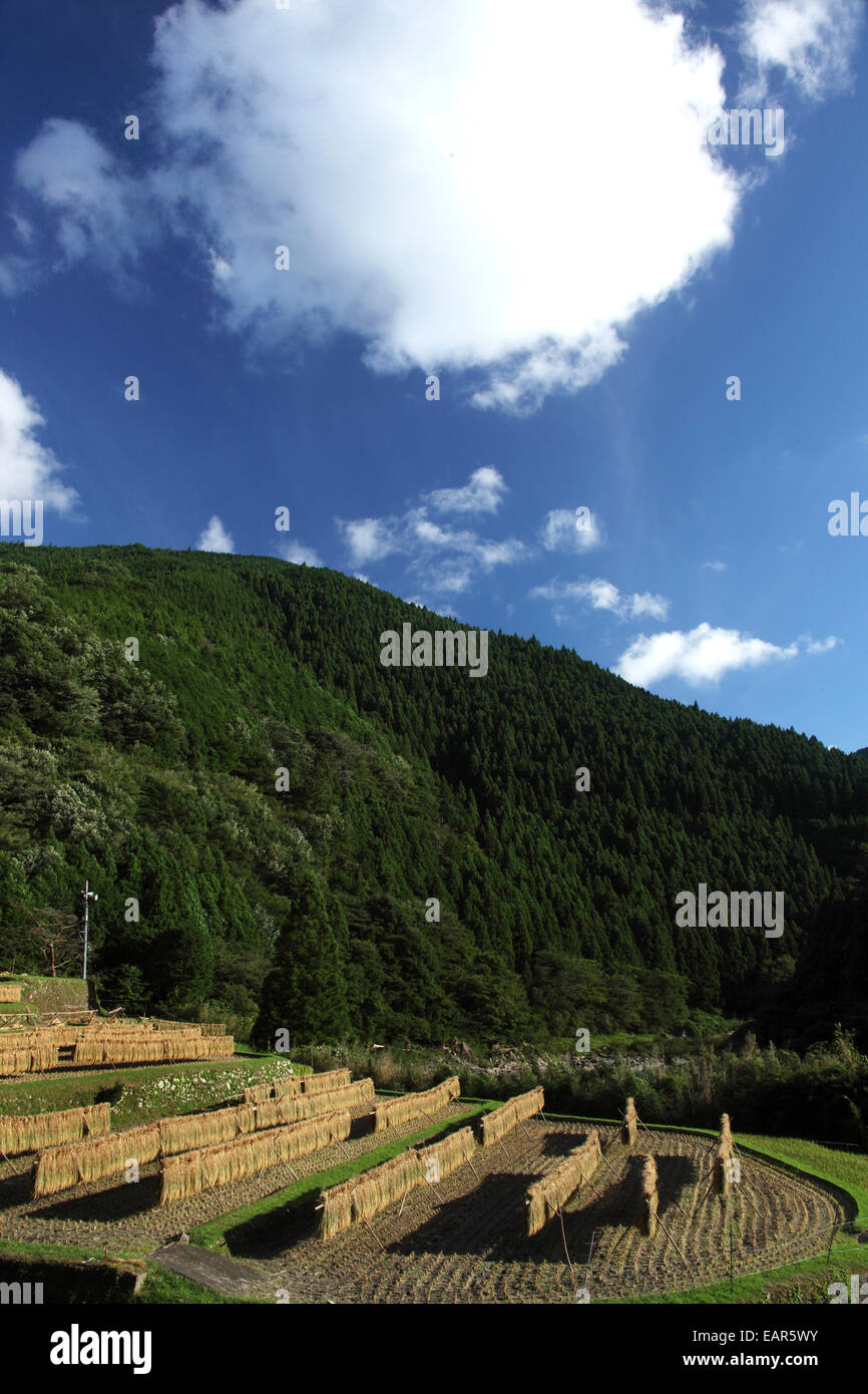 Stepped rice paddy field hi-res stock photography and images - Alamy