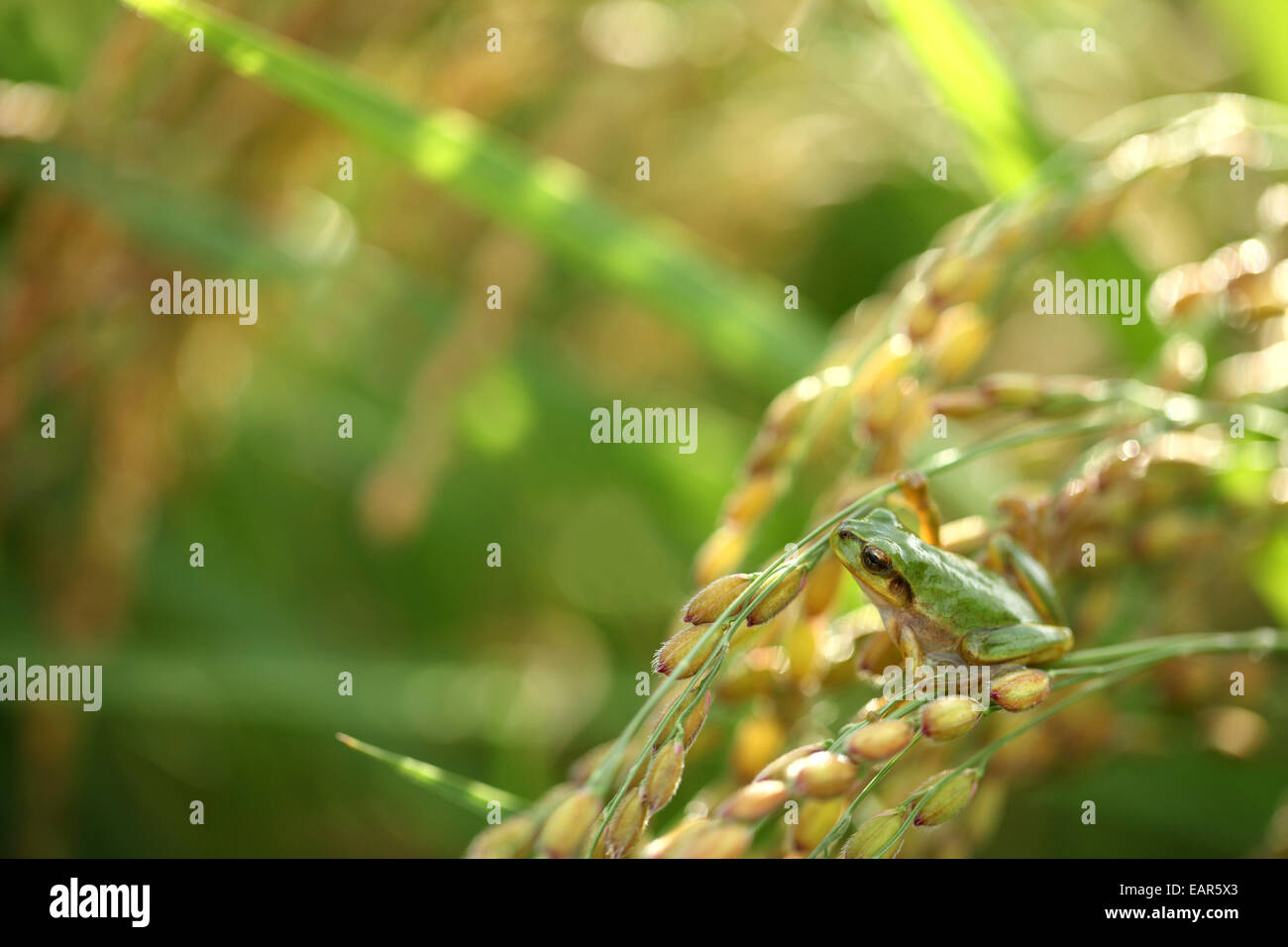 Frog and rice ears Stock Photo - Alamy