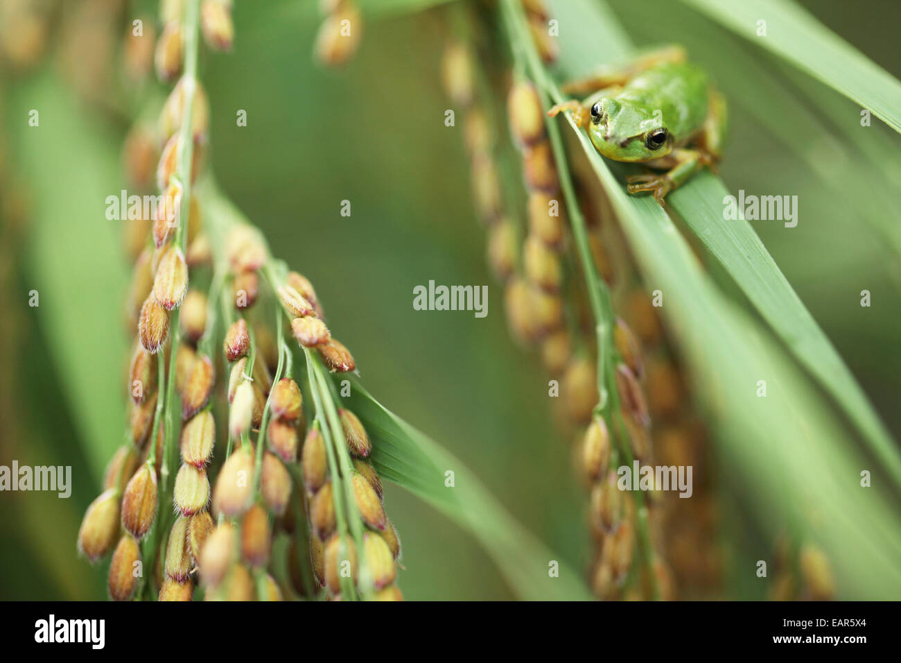 Frog and rice ears Stock Photo - Alamy