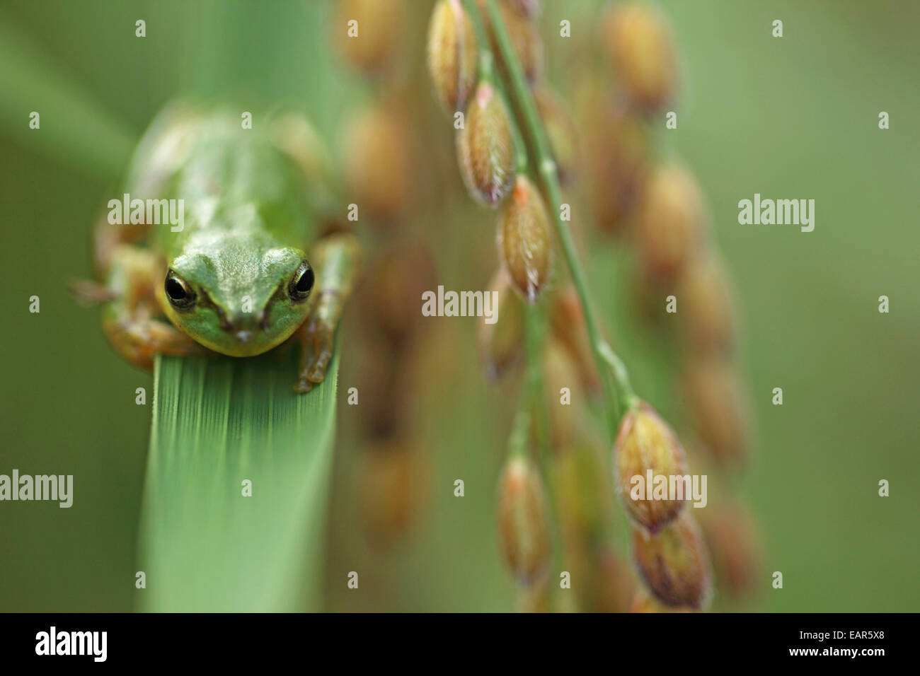 Frog and rice ears Stock Photo - Alamy