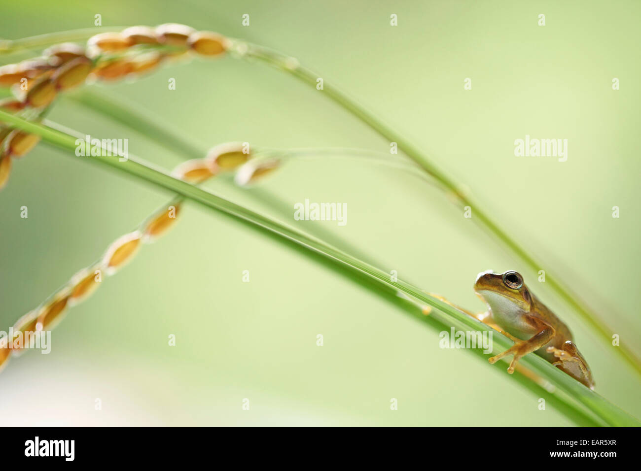 Frog and rice ears Stock Photo - Alamy