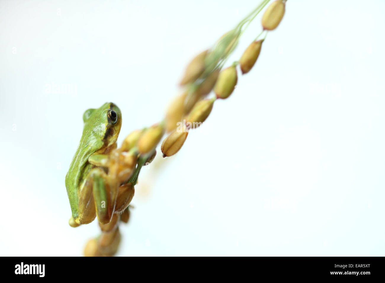 Frog and rice ears Stock Photo - Alamy