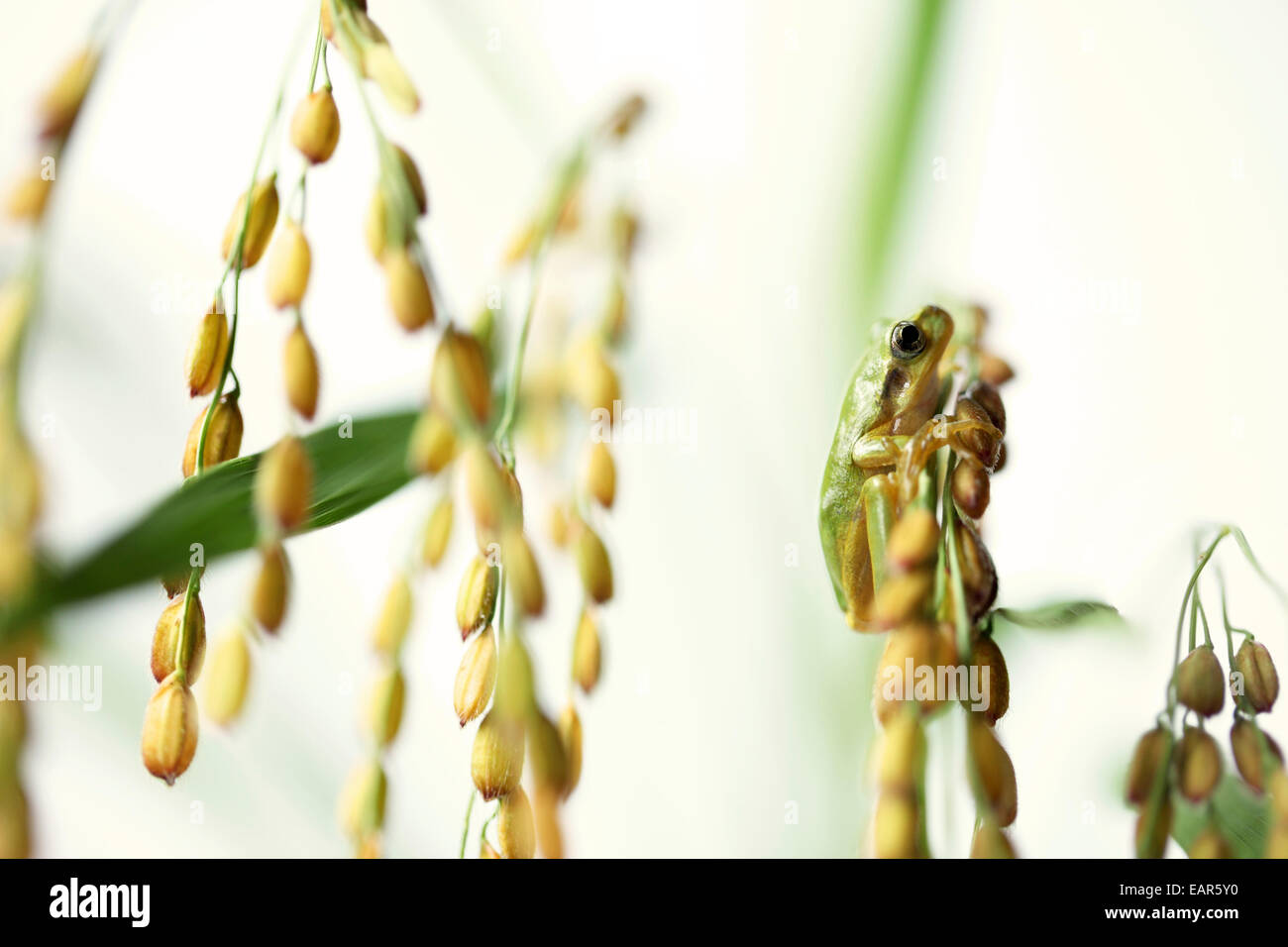 Frog and rice ears Stock Photo - Alamy