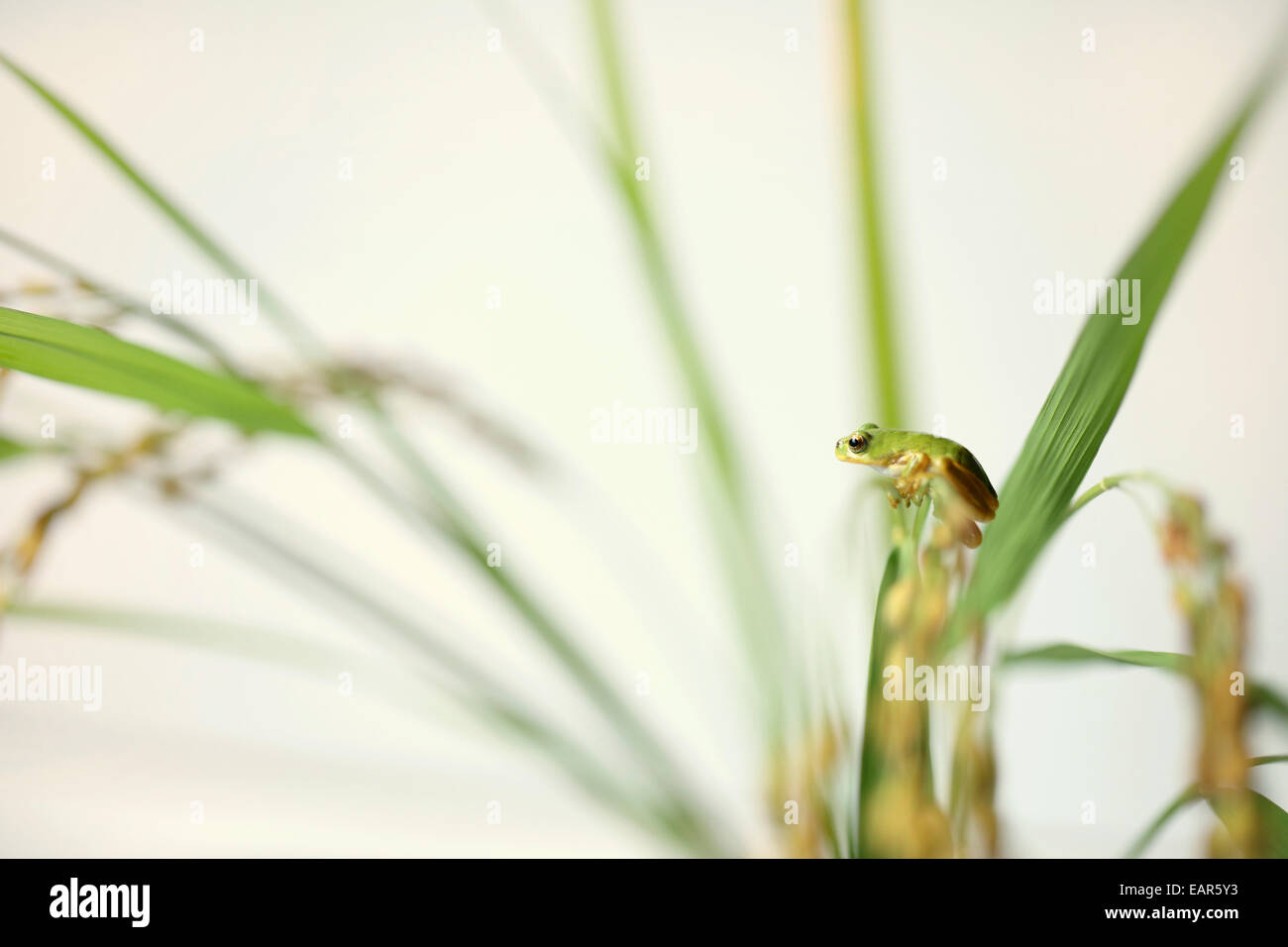 Frog and rice ears Stock Photo - Alamy