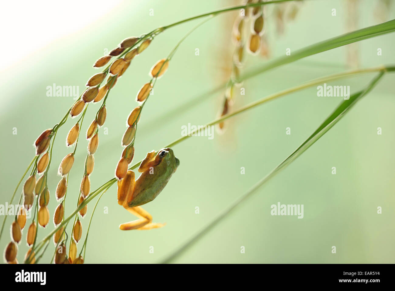 Frog and rice ears Stock Photo - Alamy