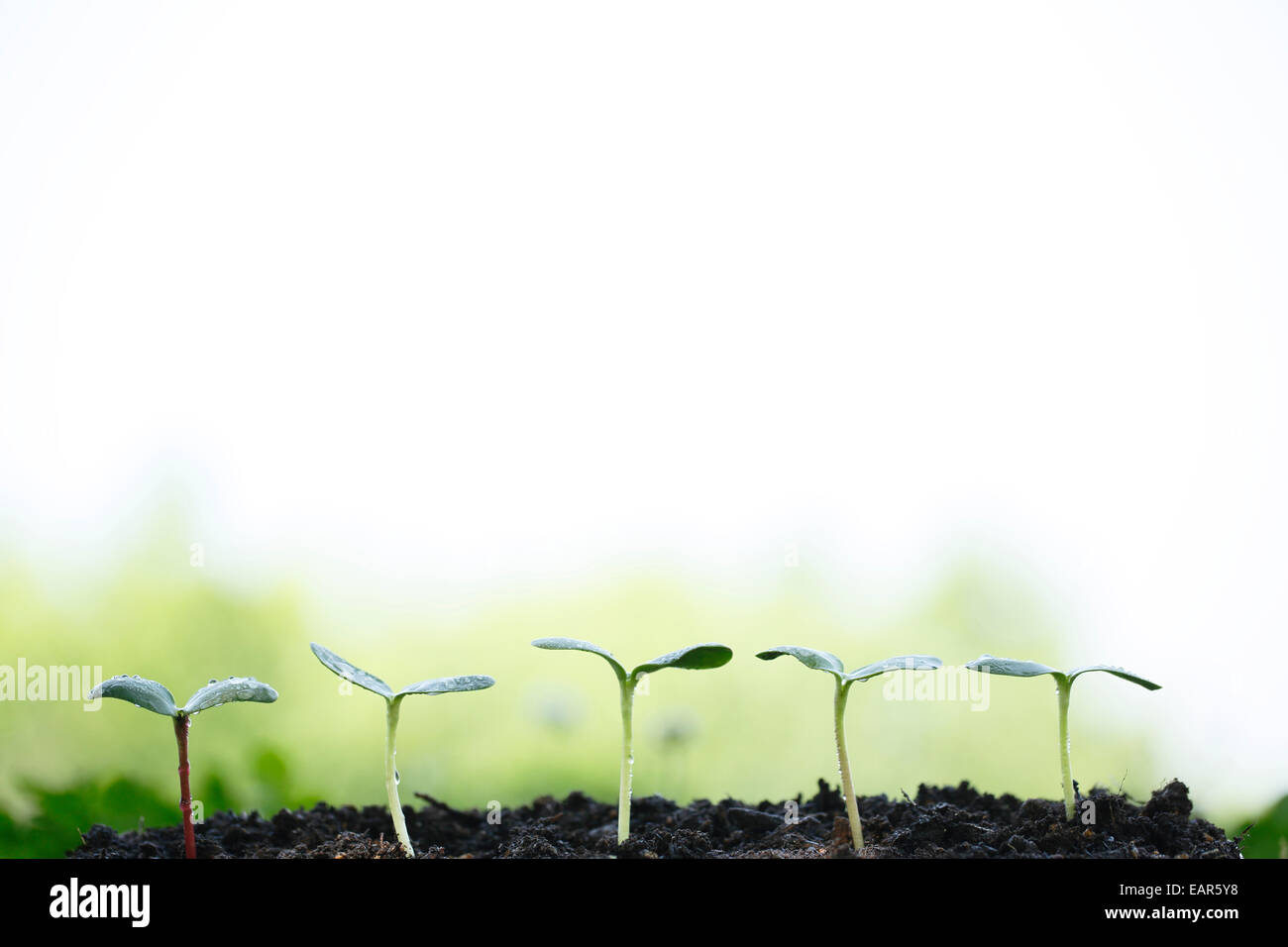 Sprouting sunflower plant soil hi-res stock photography and images - Alamy