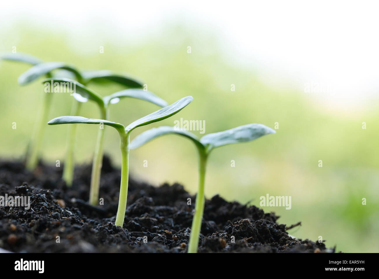 Sprouting sunflower plant soil hi-res stock photography and images - Alamy