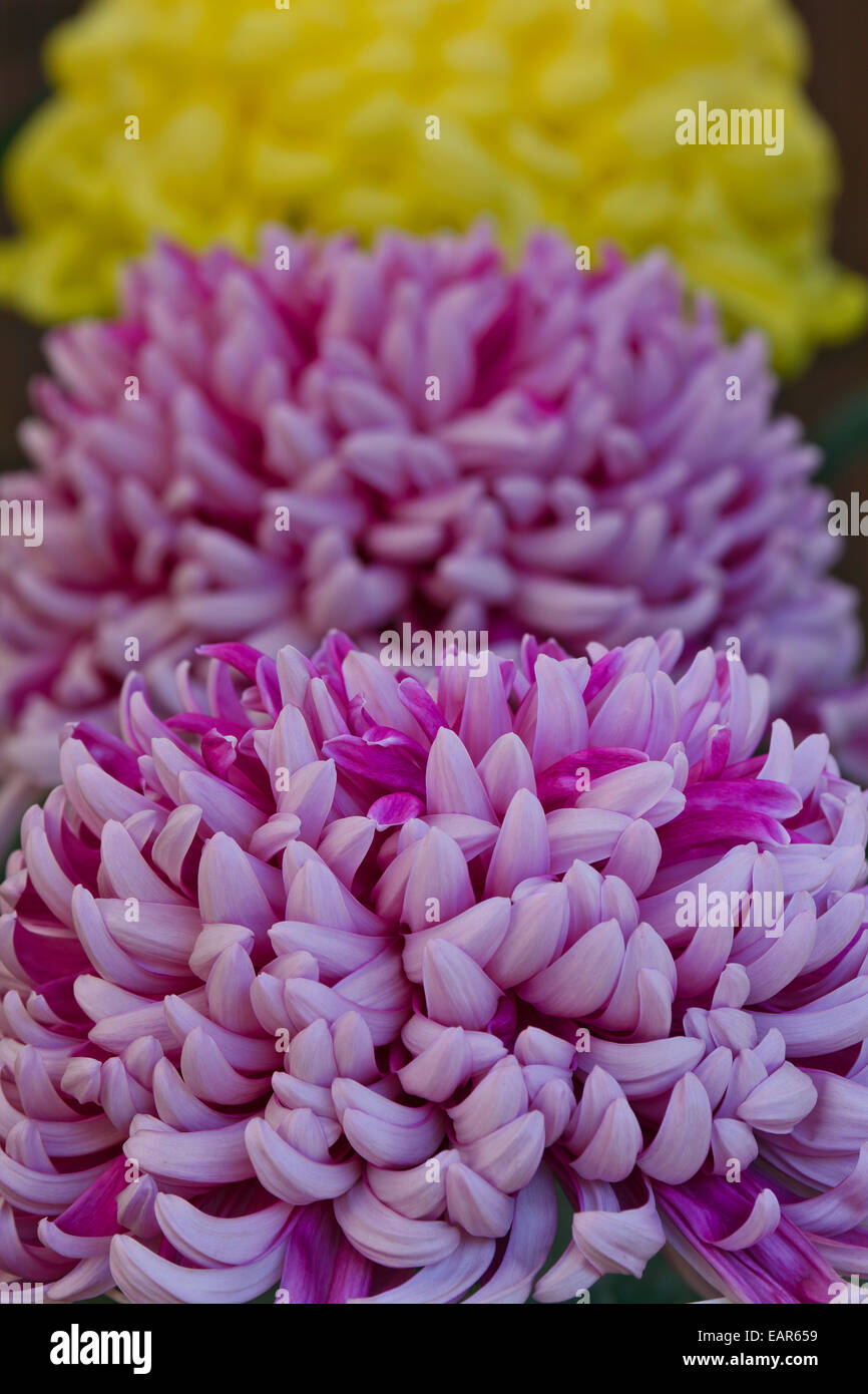 Big mums hi-res stock photography and images - Alamy