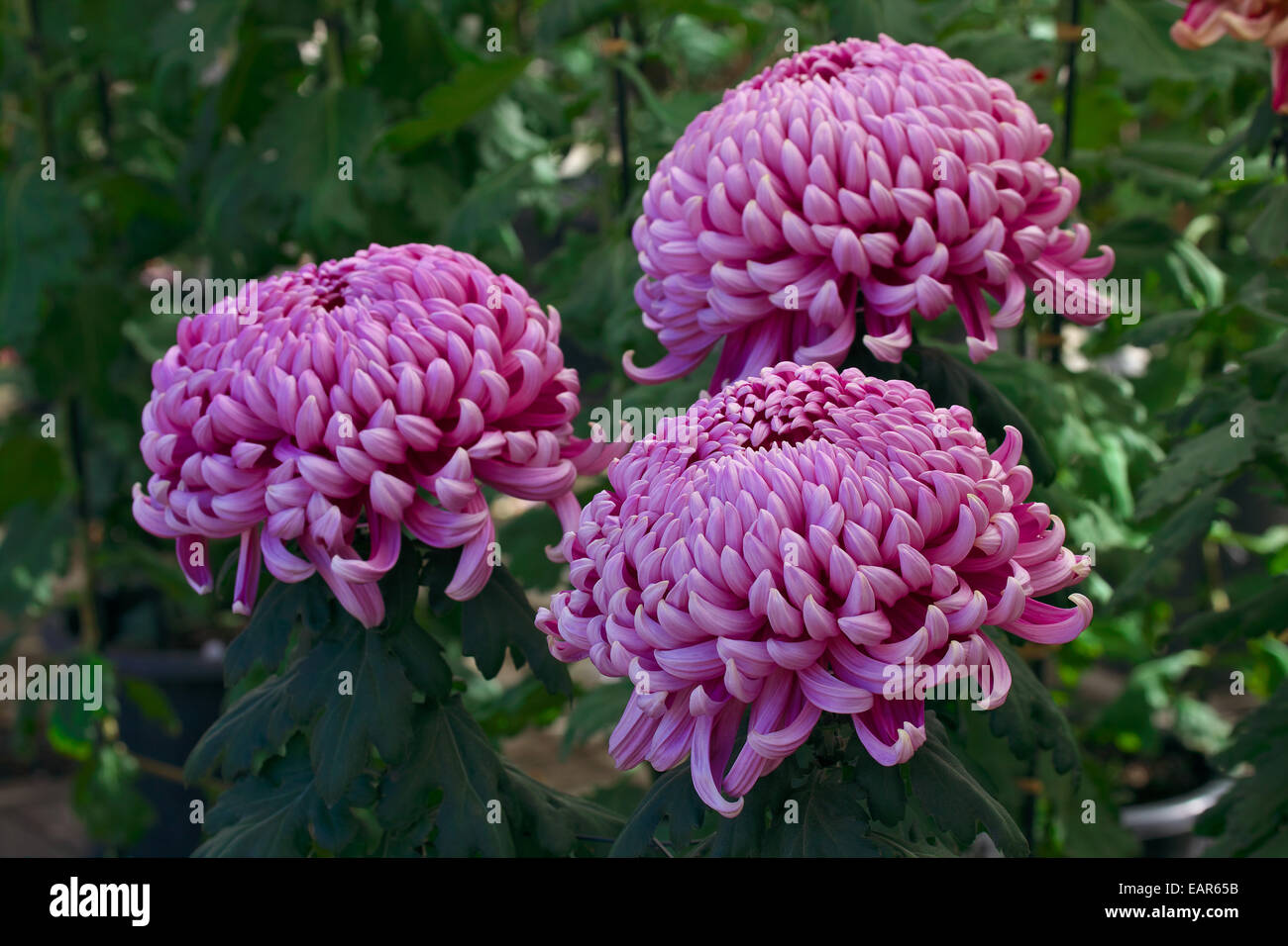 Big mums hi-res stock photography and images - Alamy