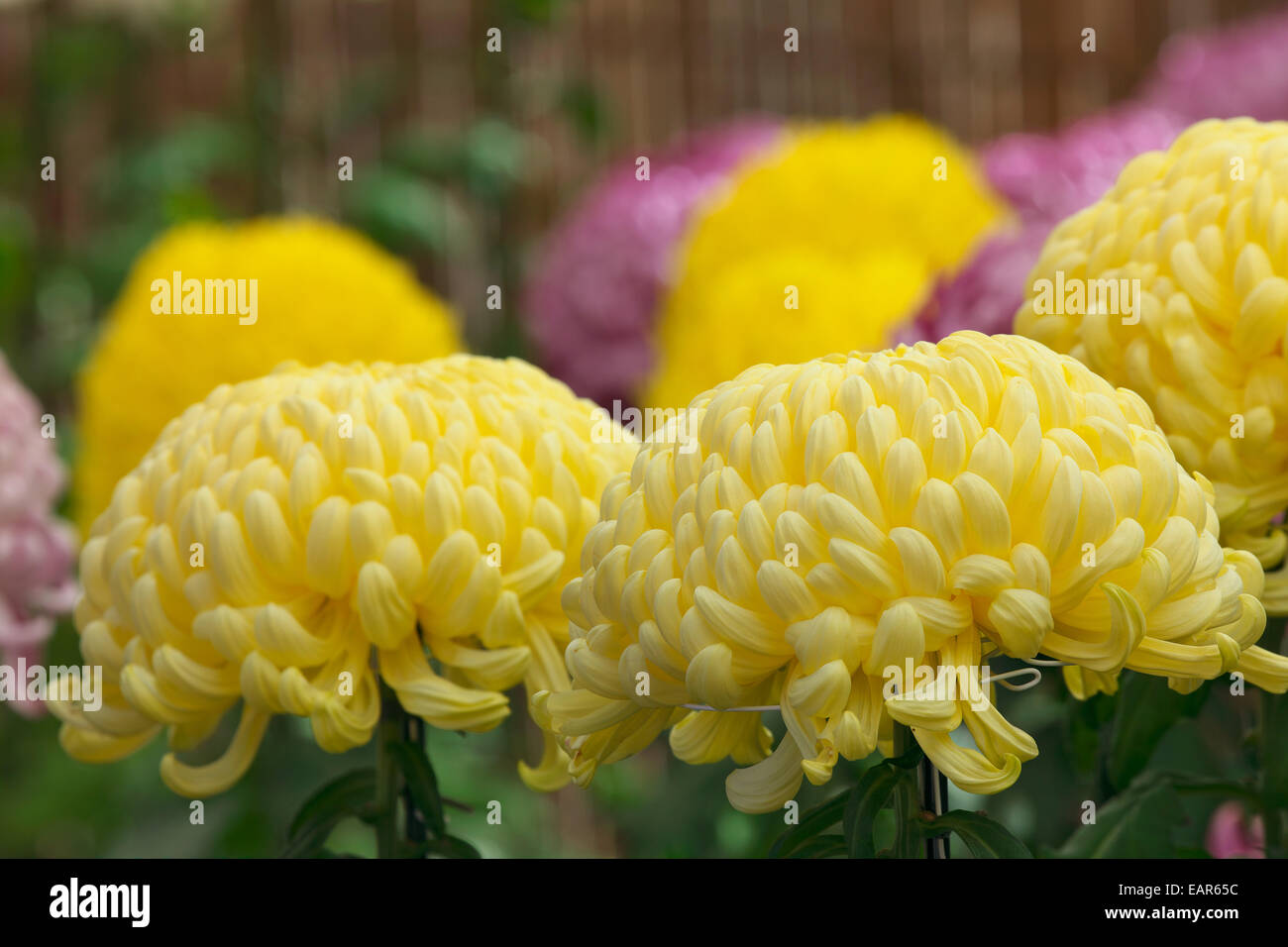Big mums hi-res stock photography and images - Alamy