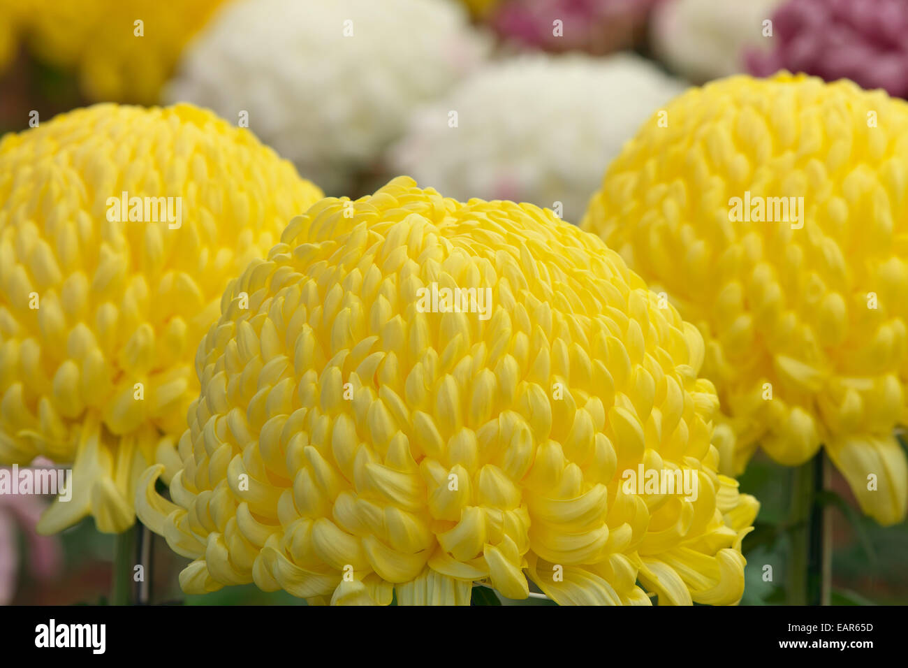 Big mums hi-res stock photography and images - Alamy