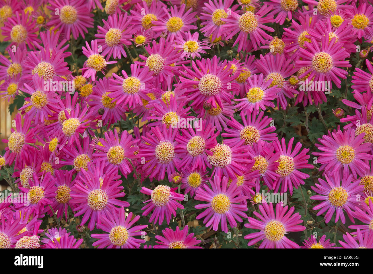 Mums group hi-res stock photography and images - Alamy