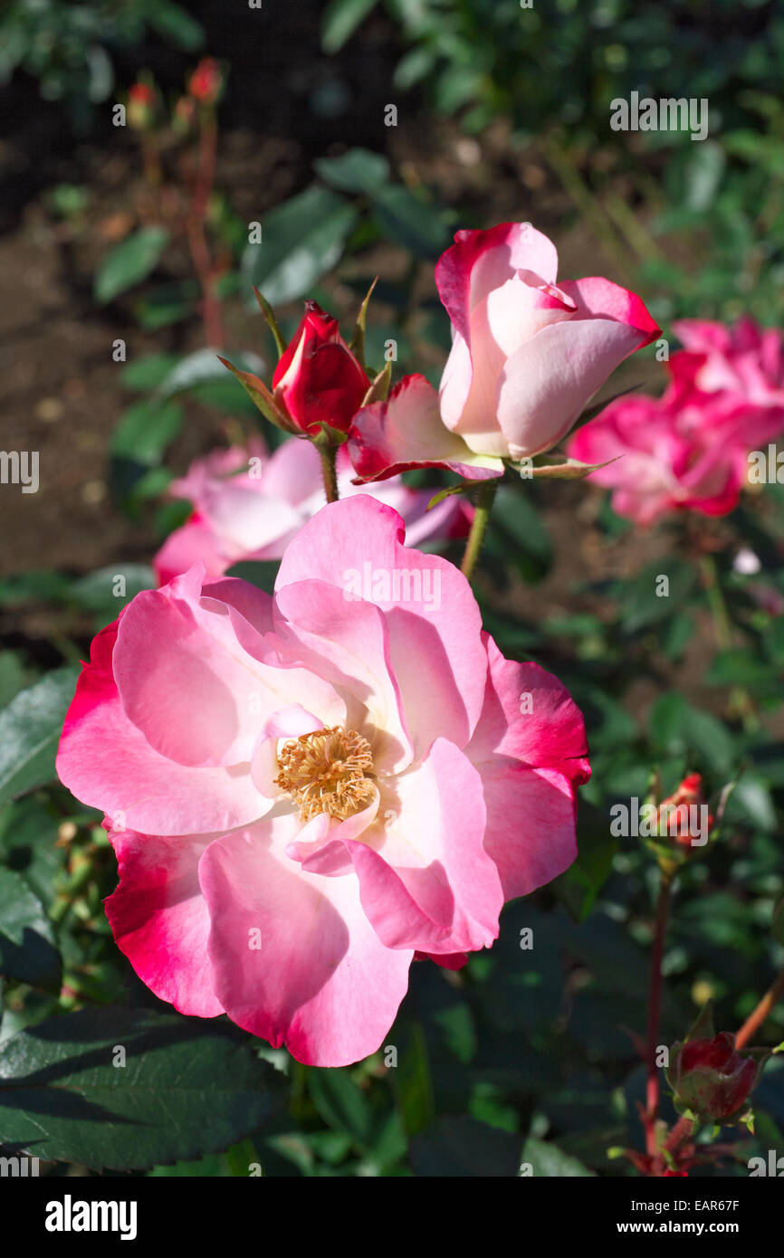 Tokyo rose hi-res stock photography and images - Alamy