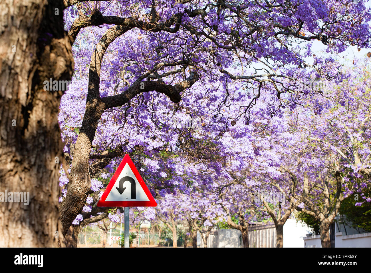 Triangular road sign indicating U-turn in road against beautiful purple ...