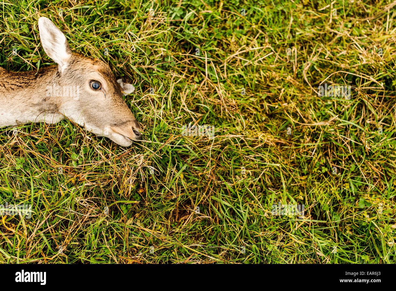 Letzter bissen hi-res stock photography and images - Alamy