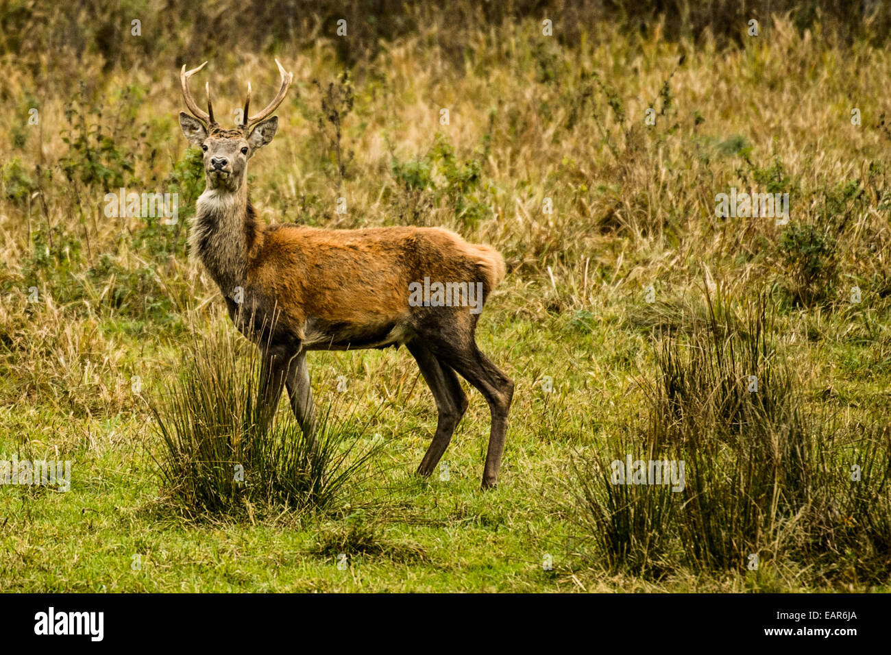 Robert jager hi-res stock photography and images - Alamy