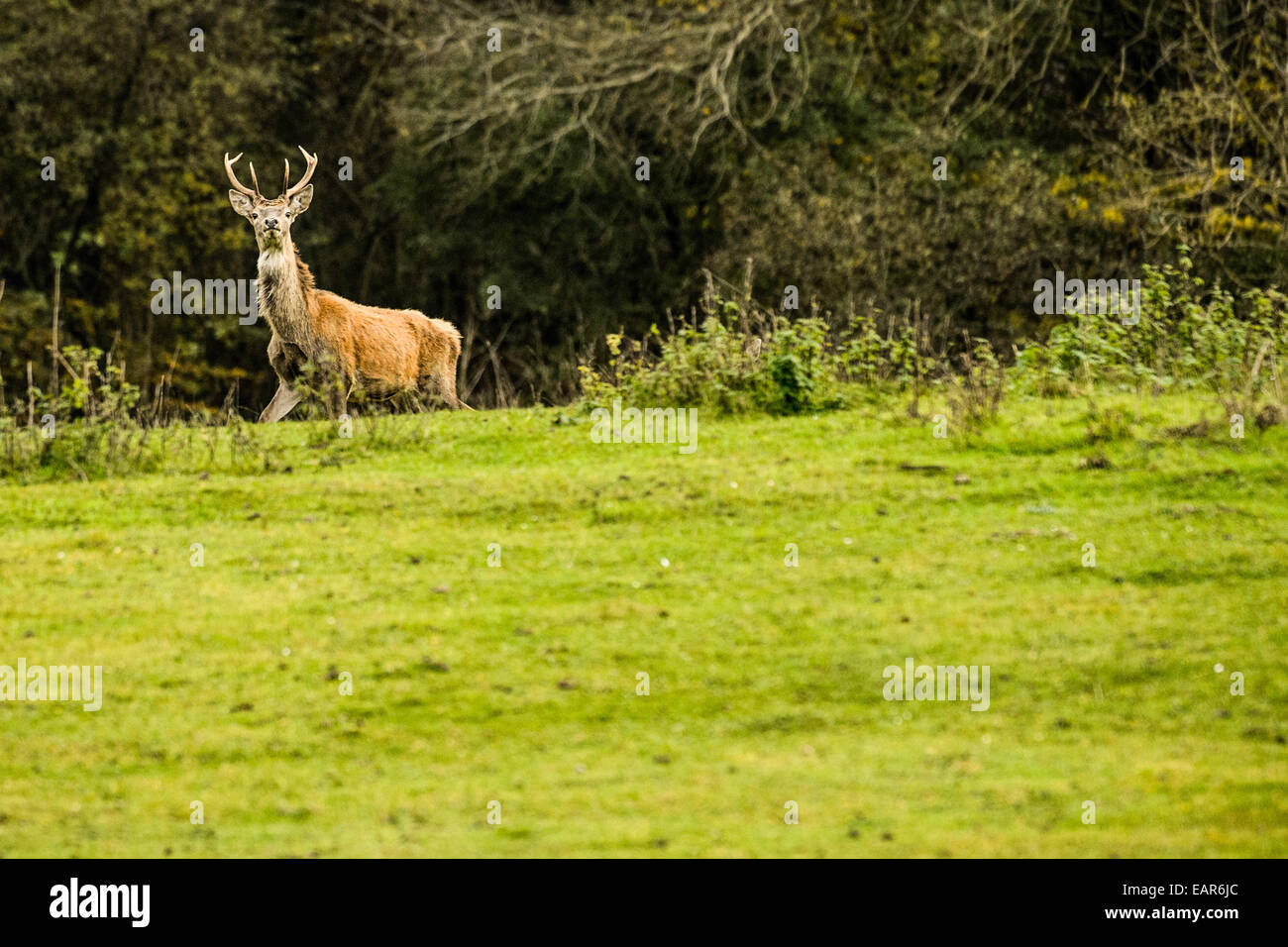 Robert jager hi-res stock photography and images - Alamy