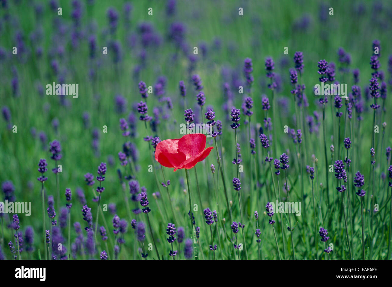 Poppy in lavender field Stock Photo - Alamy