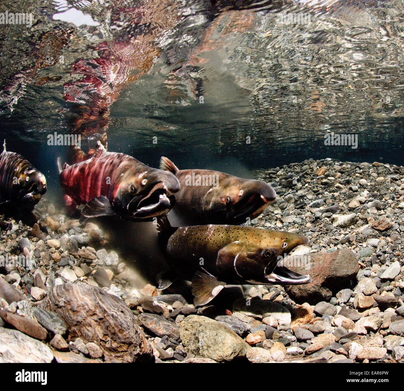 Female coho salmon hi-res stock photography and images - Alamy