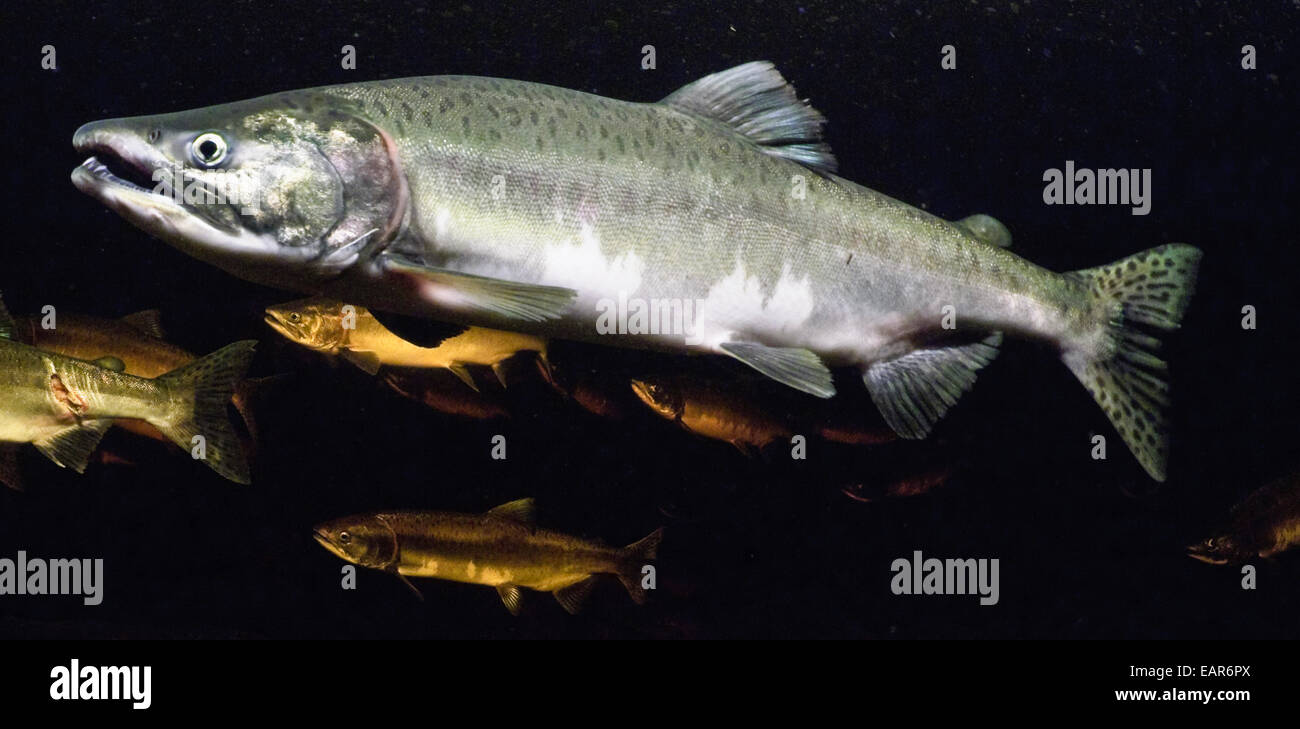 Pink Salmon Swimming In Tannin Stained Water Of Hartney Creek #2, Orca ...