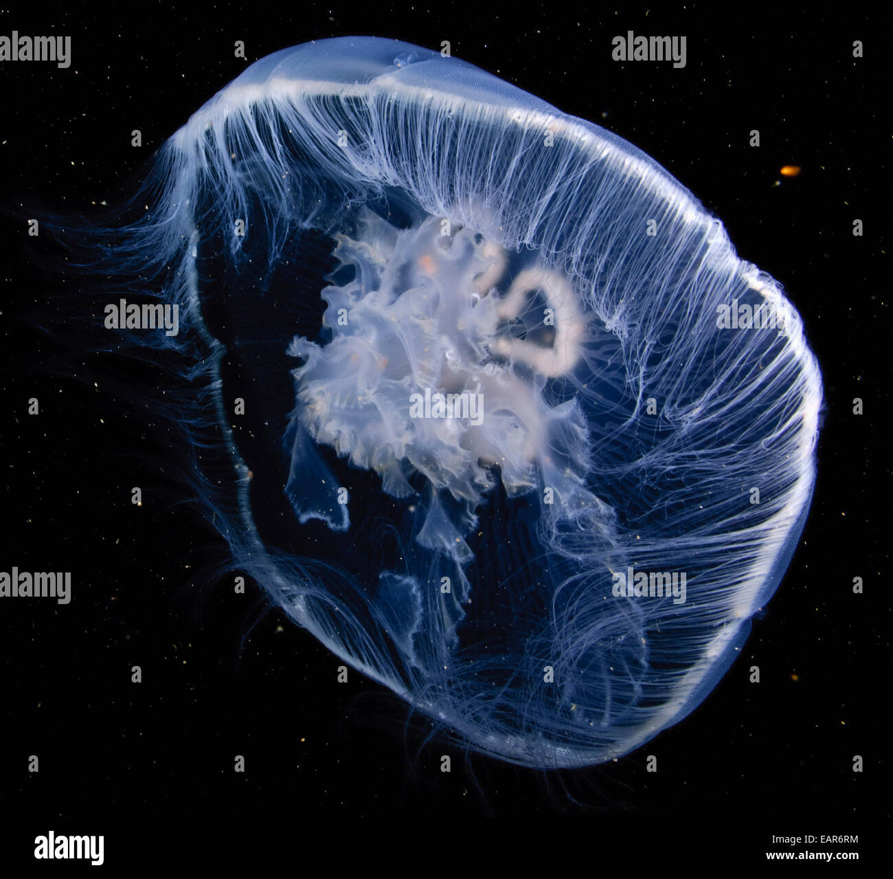 Underwater View Of A Moon Jellyfish, British Columbia, Canada Stock ...
