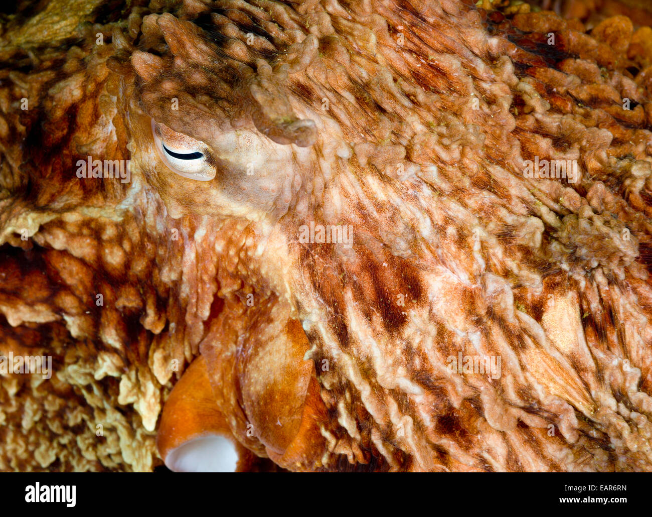 Octopus underwater british hi-res stock photography and images - Alamy