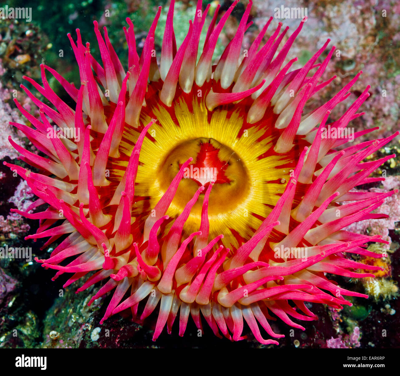 Urticina crassicornis hi-res stock photography and images - Alamy