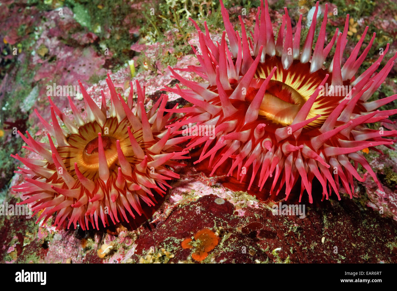 Christmas Anemone Stock Photos & Christmas Anemone Stock Images - Alamy