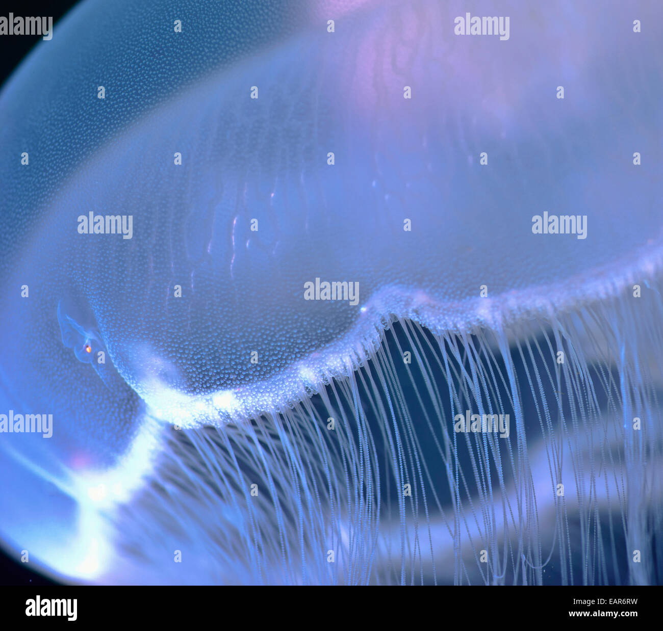 Underwater View Of A Moon Jellyfish, British Columbia, Canada Stock ...