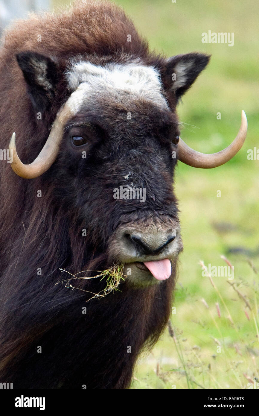 Close Up Fo An Adult Musk Ox Chewing On Grass At The Alaska Wildlife Conservation Center In ...