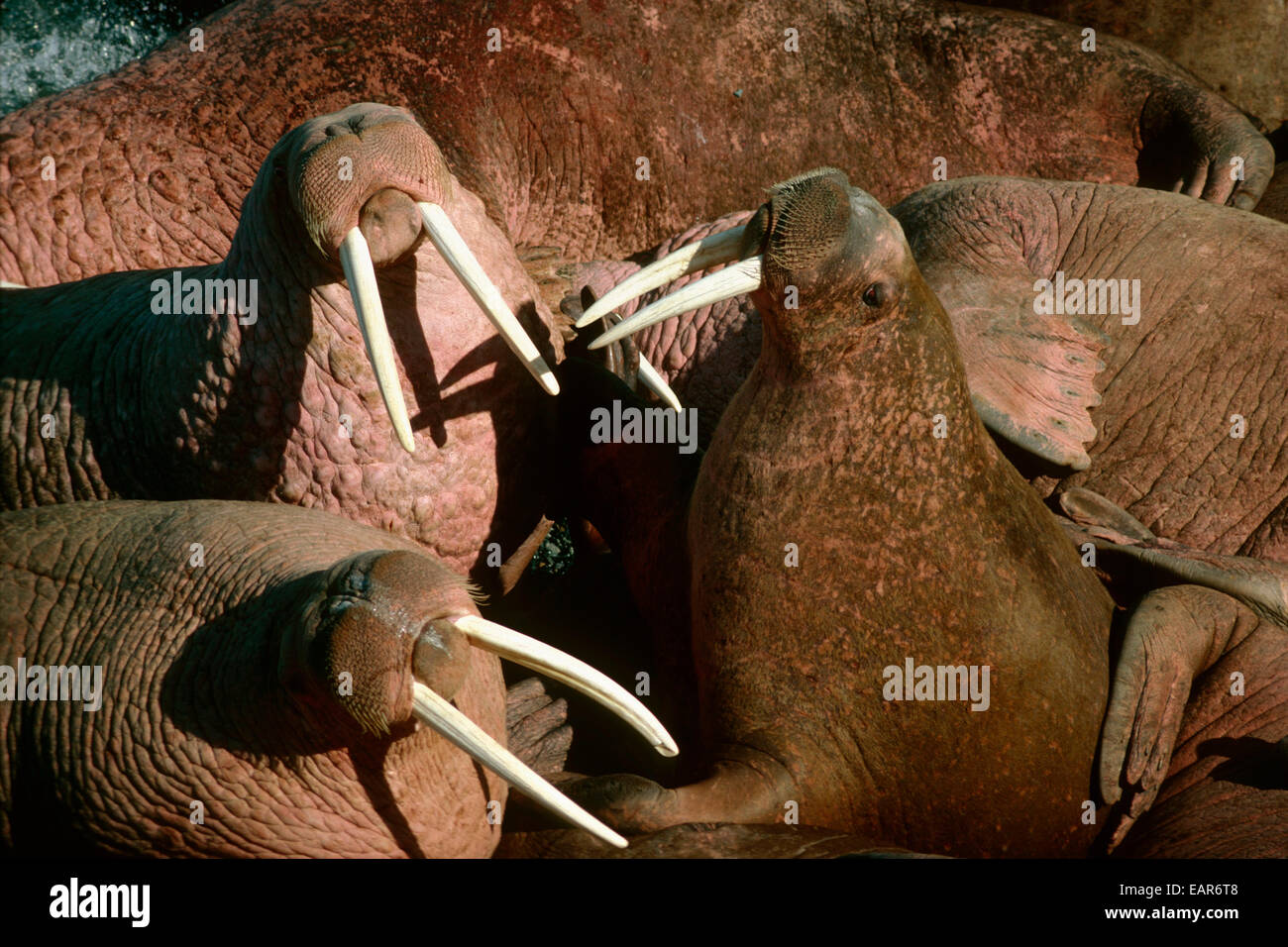 Bering sea walrus alaska hi-res stock photography and images - Alamy