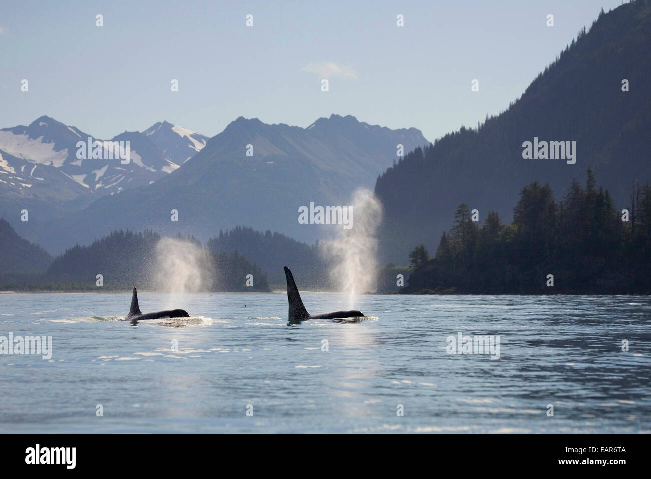 Orca Whales Surface On Kachemak Bay Homer With Kenai Mountains In ...