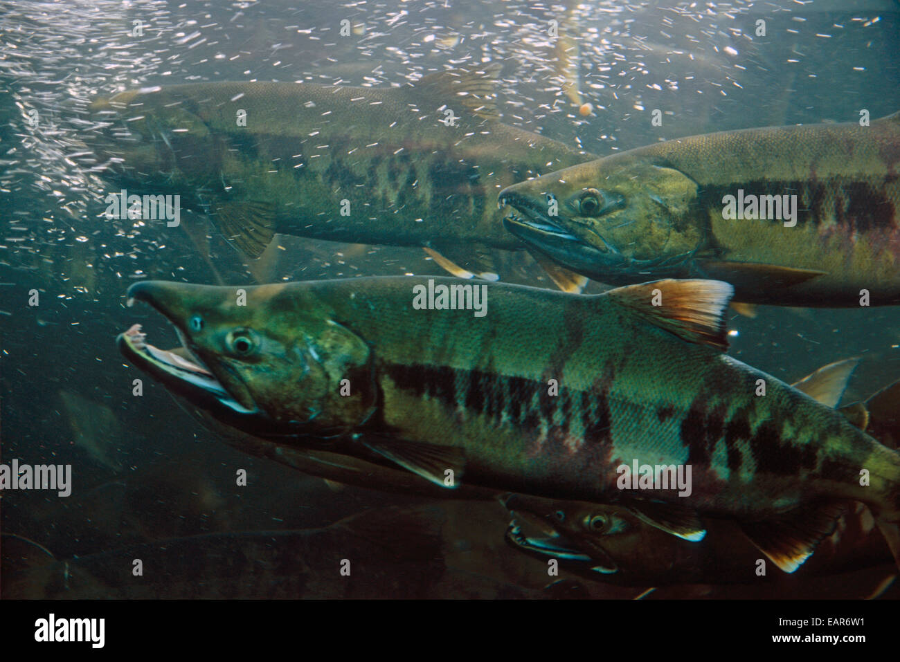 Salmon hatchery juneau hi-res stock photography and images - Alamy