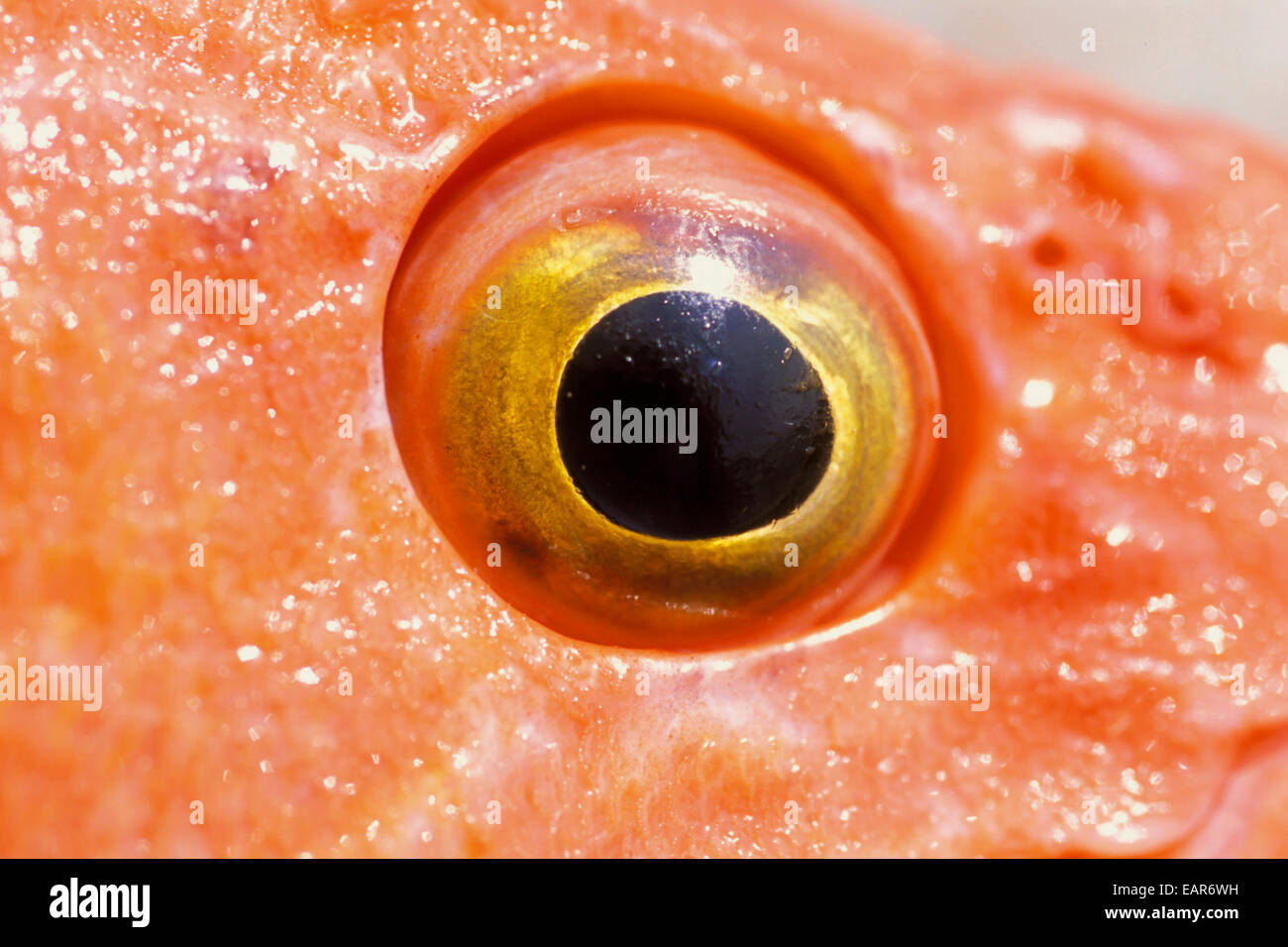 Detail Of Yellow Eyed Red Snapper Alaska Stock Photo - Alamy
