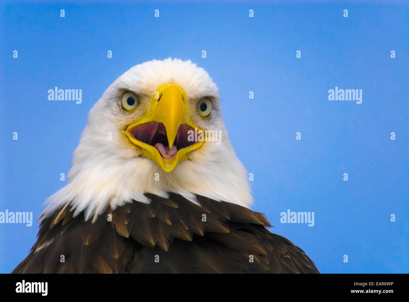 Angry eagle hi-res stock photography and images - Alamy