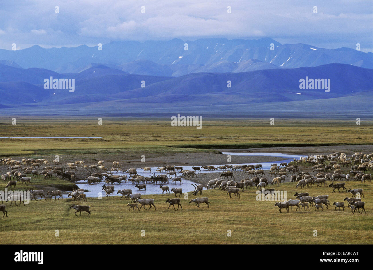 Porcupine Caribou Herd Crossing Turner River Arctic National Wildlife ...