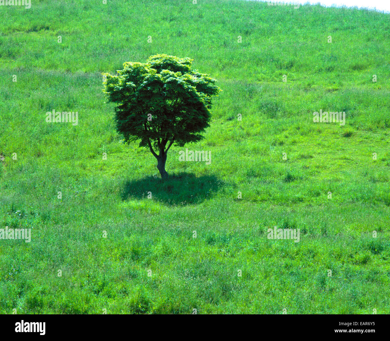 Tree on grassland Stock Photo - Alamy