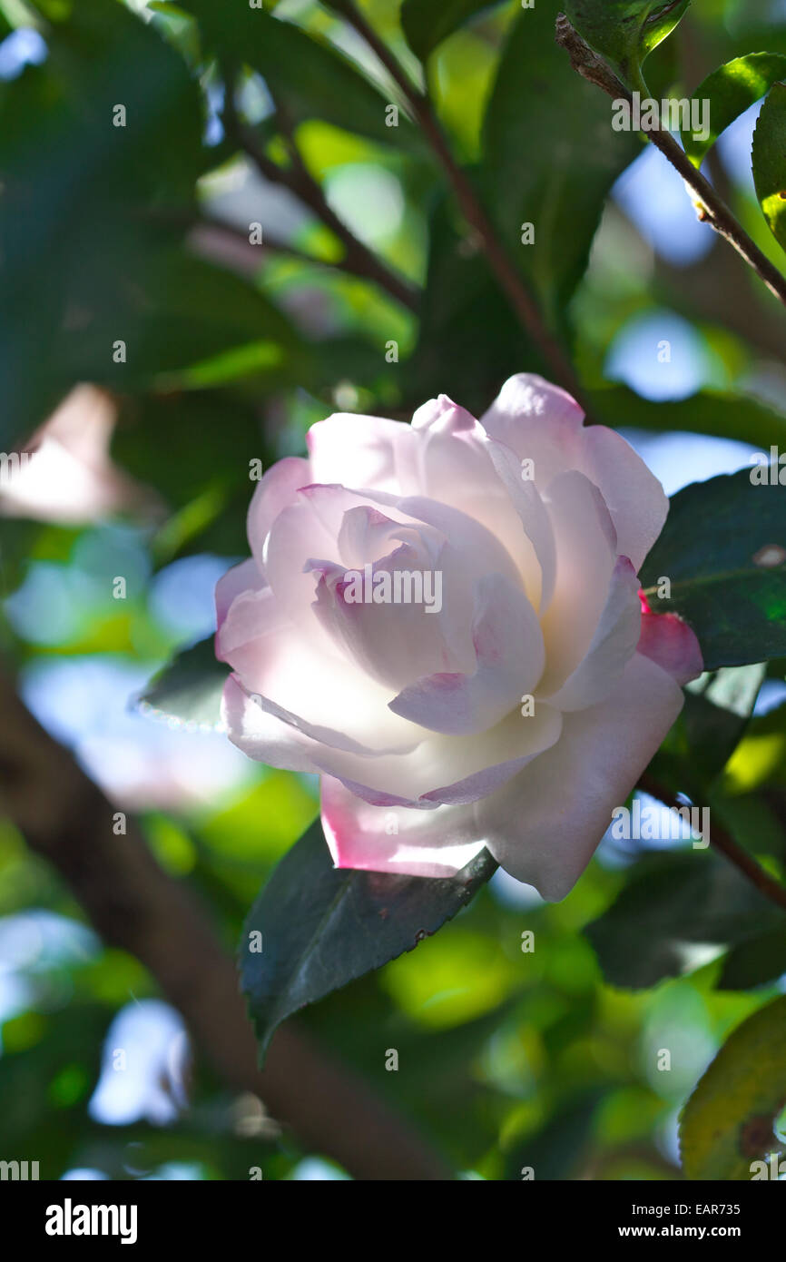 Camellia Camellia Sasanqua High Resolution Stock Photography and Images ...