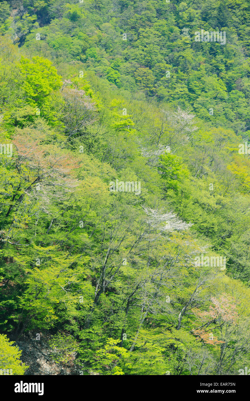 Shizuoka Prefecture, Japan Stock Photo - Alamy