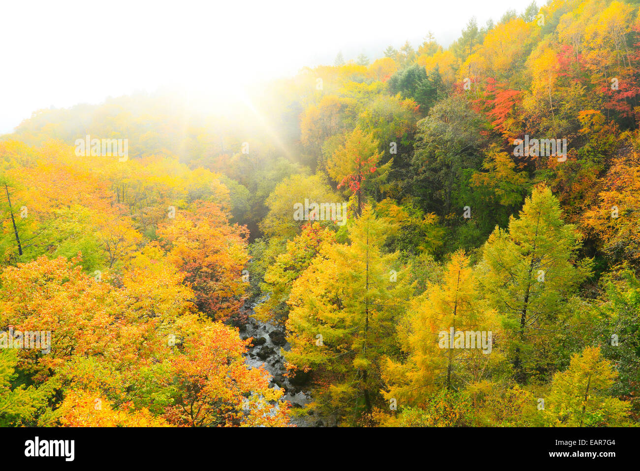 Autumn leaves, Nagano Prefecture, Japan Stock Photo - Alamy