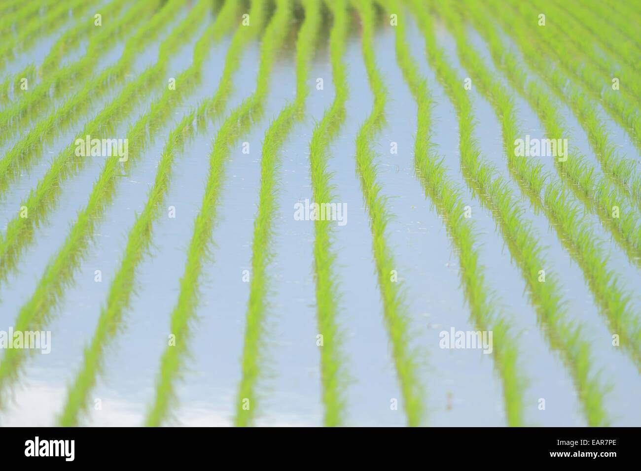 Paddy nursery hi-res stock photography and images - Alamy