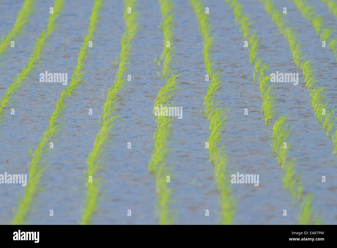 Rice plant nursery hi-res stock photography and images - Alamy