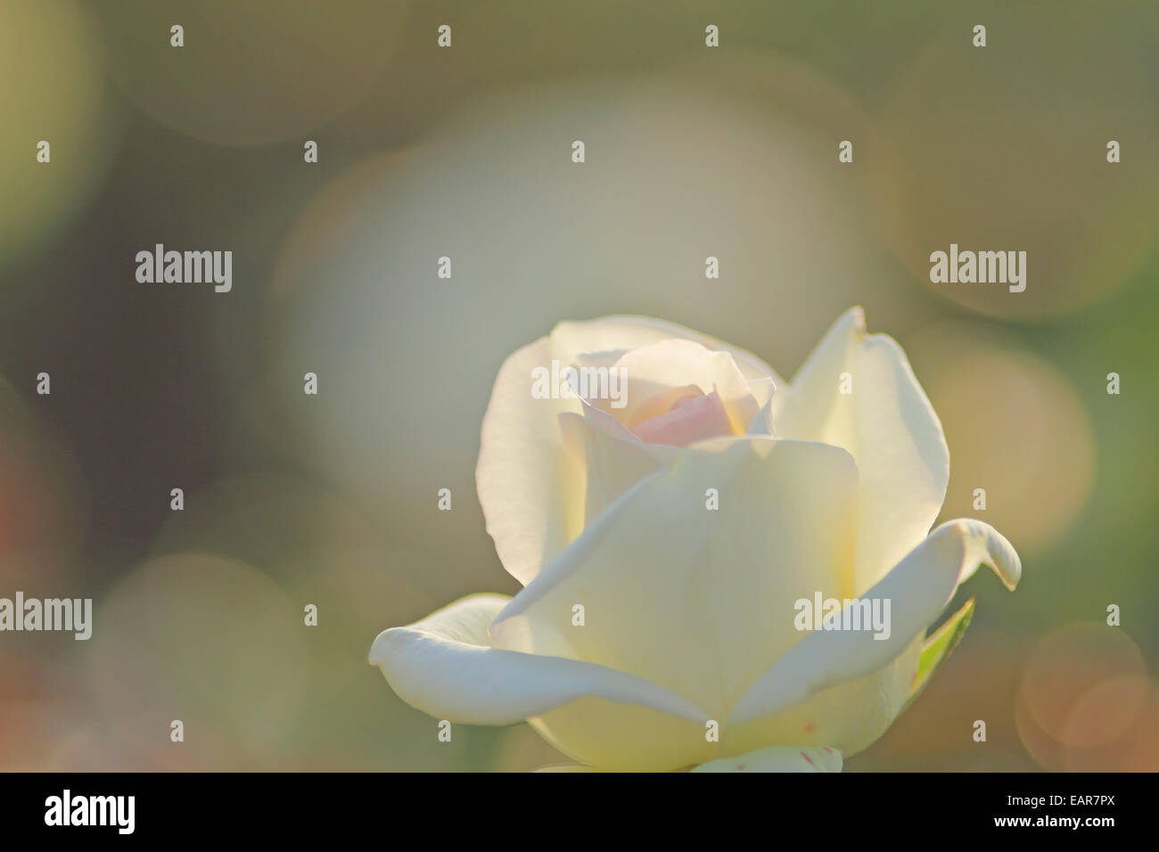 First love rose hi-res stock photography and images - Alamy