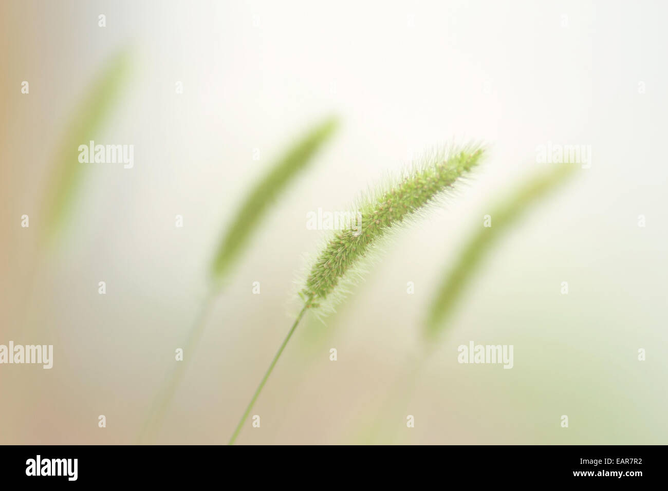 Foxtail Ear High Resolution Stock Photography and Images - Alamy