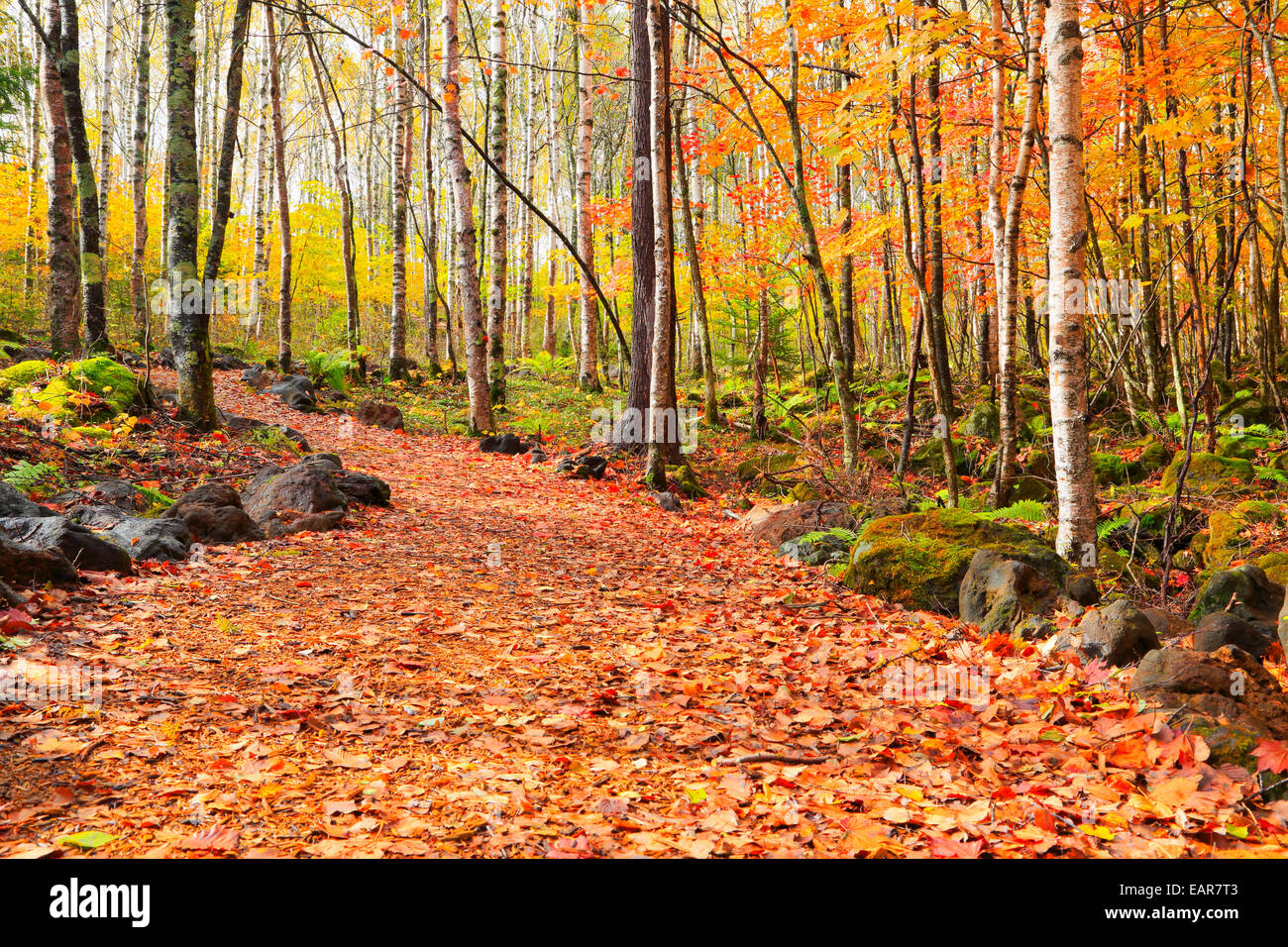 Autumn leaves, Nagano Prefecture, Japan Stock Photo - Alamy