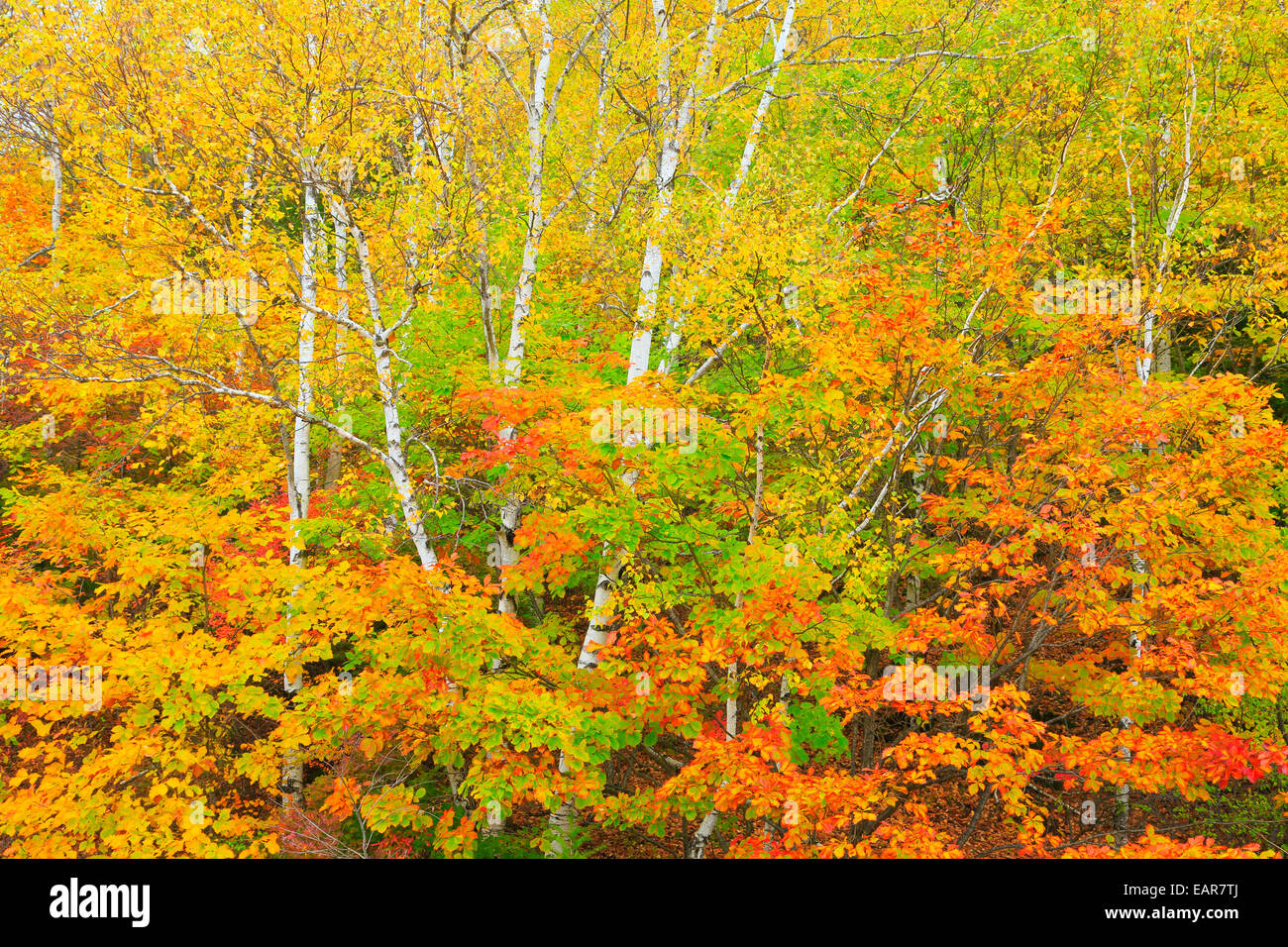 Autumn leaves, Nagano Prefecture, Japan Stock Photo - Alamy