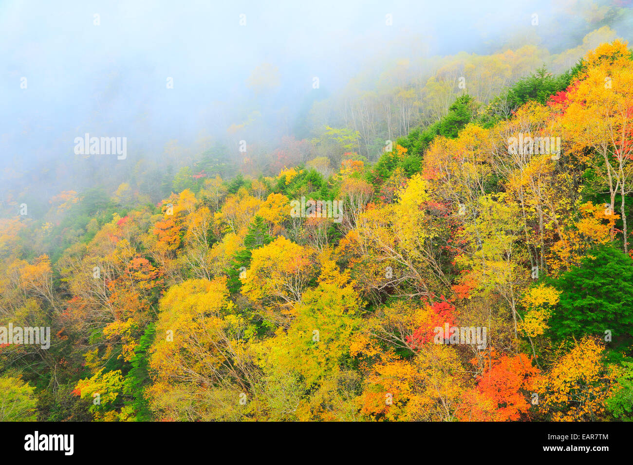 Autumn leaves, Nagano Prefecture, Japan Stock Photo - Alamy